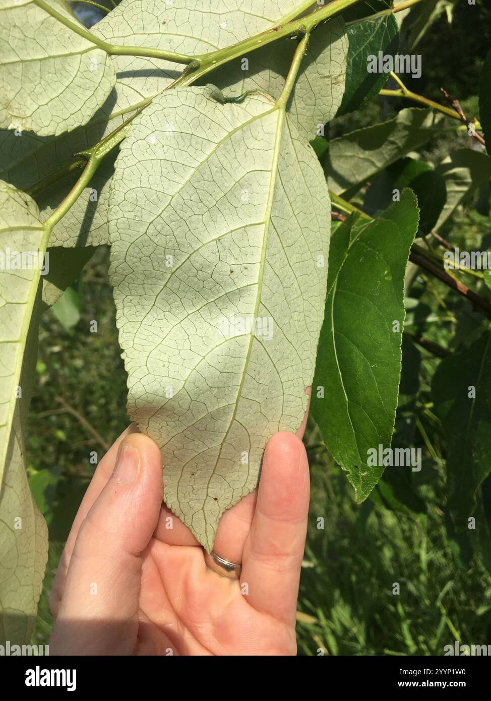 black cottonwood (Populus trichocarpa Stock Photo - Alamy