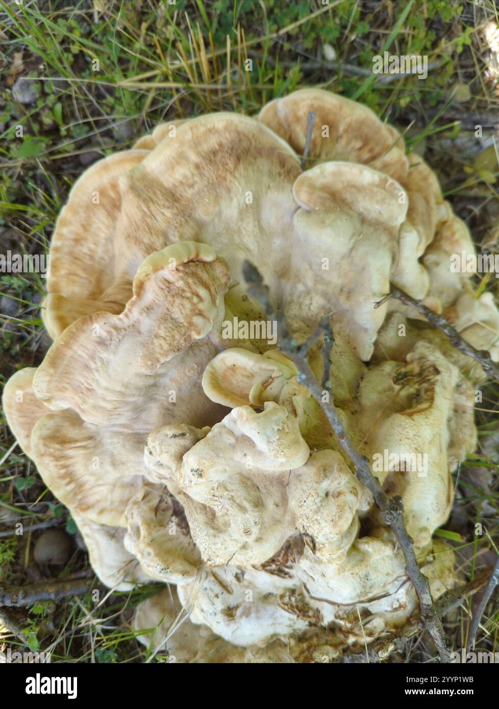 Berkeley's Polypore (Bondarzewia berkeleyi Stock Photo - Alamy