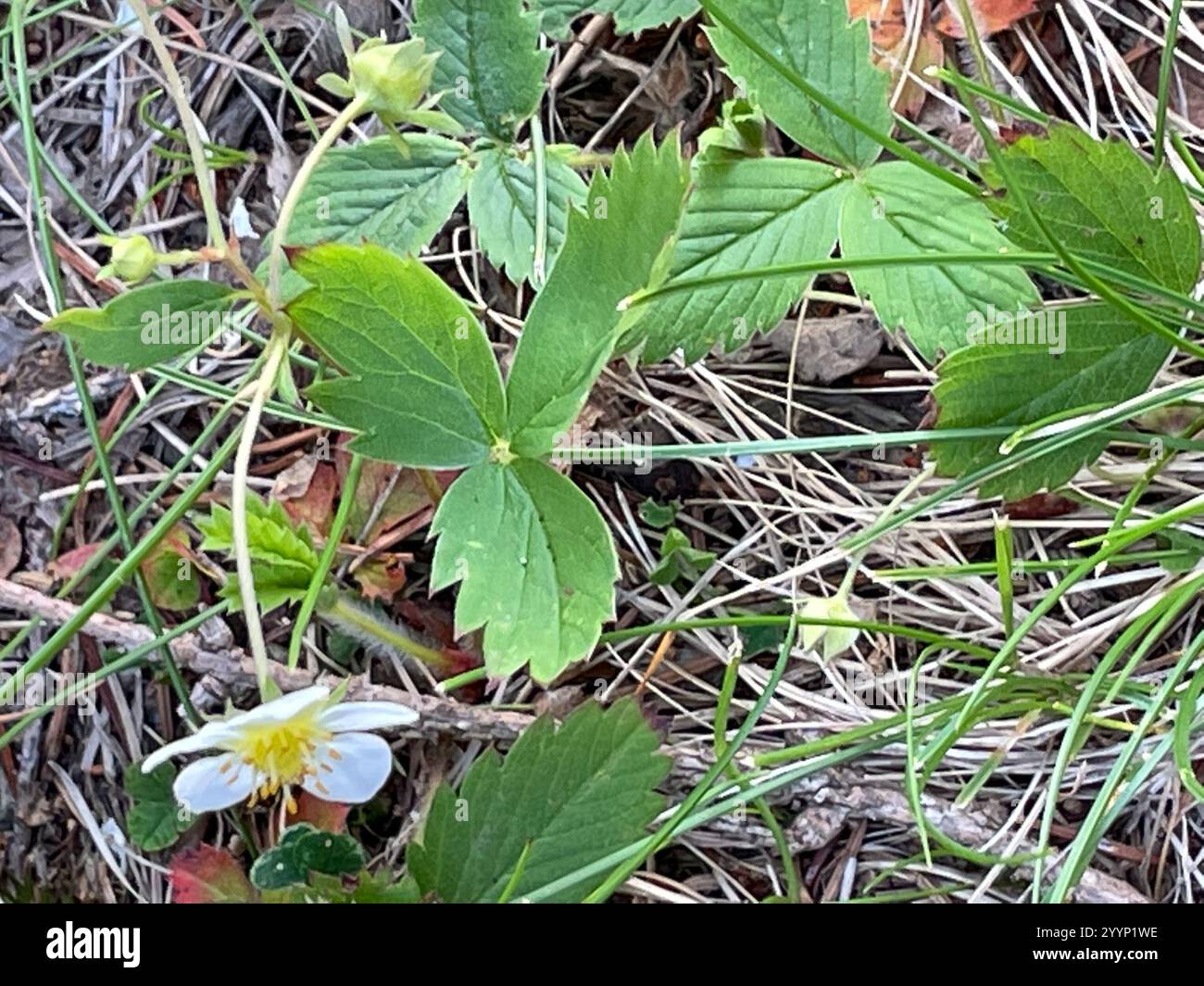 Virginia strawberry (Fragaria virginiana Stock Photo - Alamy