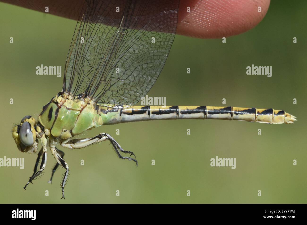 Pale Snaketail (Ophiogomphus severus Stock Photo - Alamy