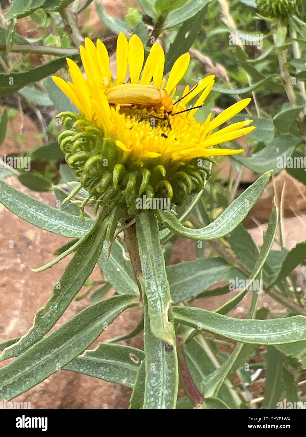 Grindelia squarrosa hi-res stock photography and images - Alamy