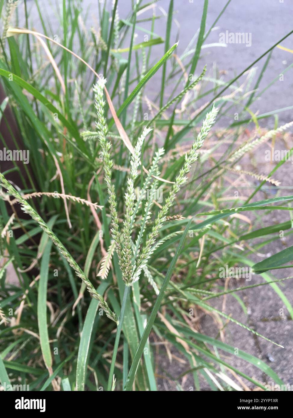 Goose Grass (Eleusine indica Stock Photo - Alamy