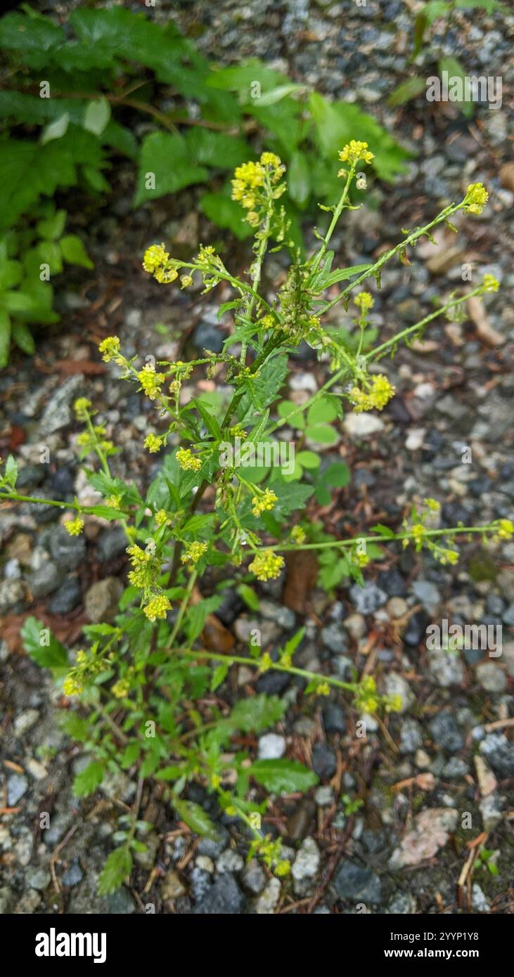 Bog Yellowcress (Rorippa palustris Stock Photo - Alamy