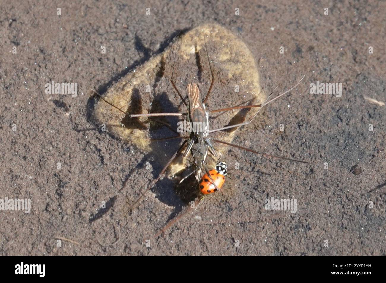 North American Common Water Strider (Aquarius remigis Stock Photo - Alamy