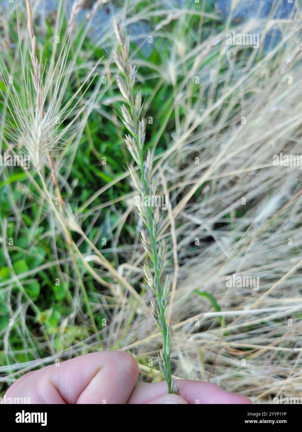Italian Ryegrass (Lolium multiflorum Stock Photo - Alamy