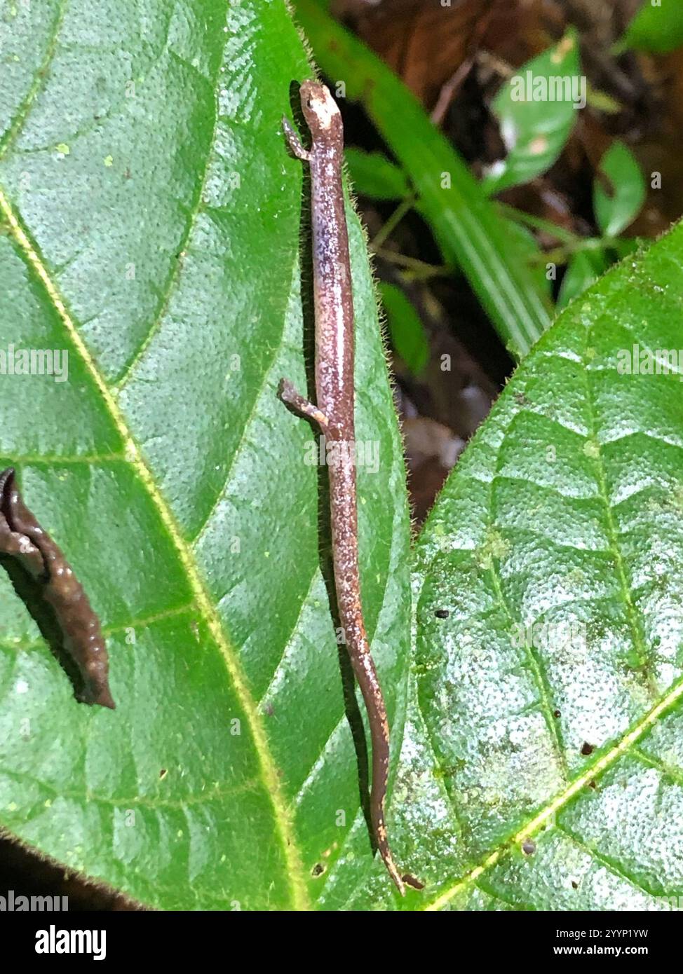 Oedipina hi-res stock photography and images - Alamy
