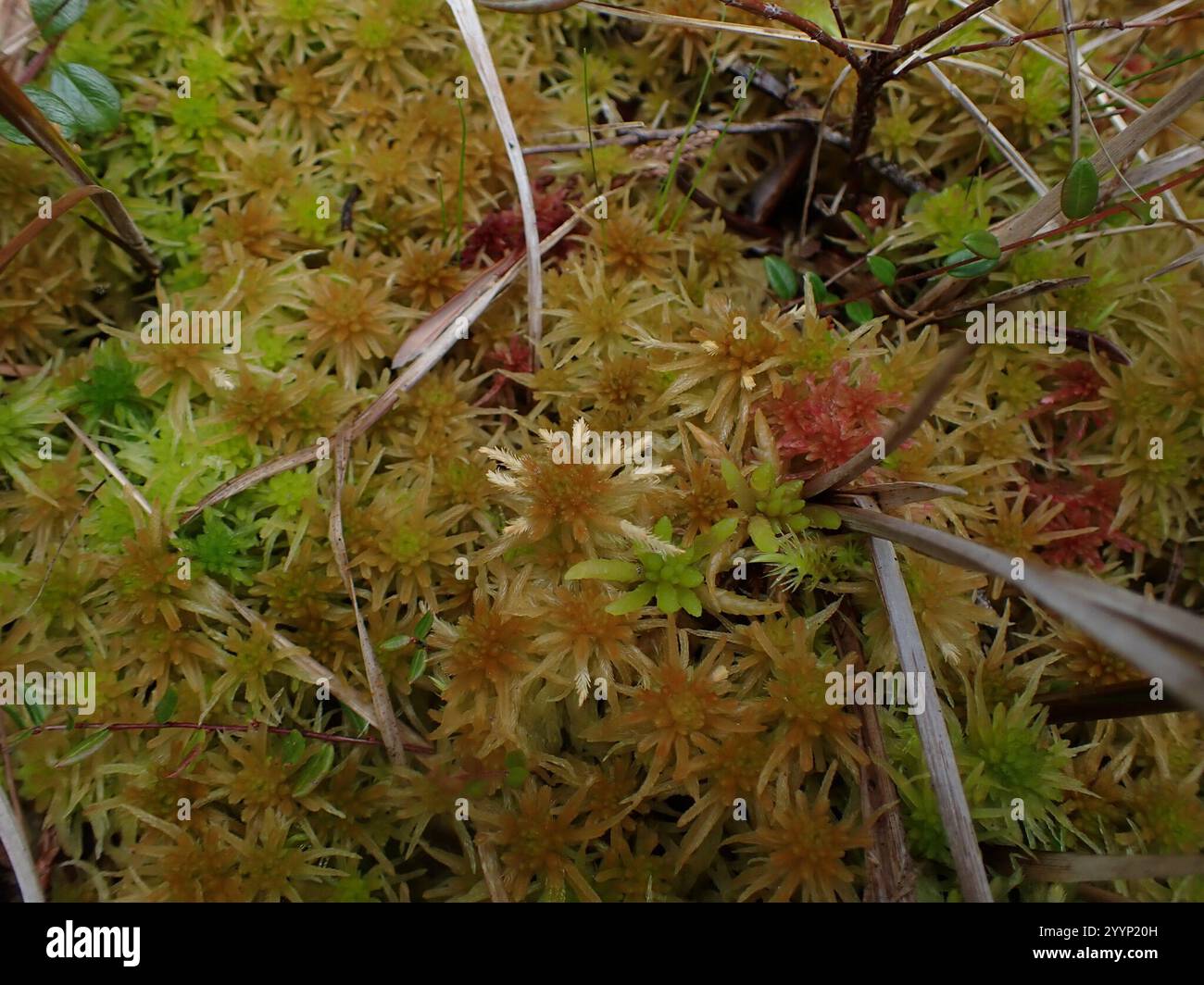 Pacific Peatmoss (Sphagnum pacificum Stock Photo - Alamy