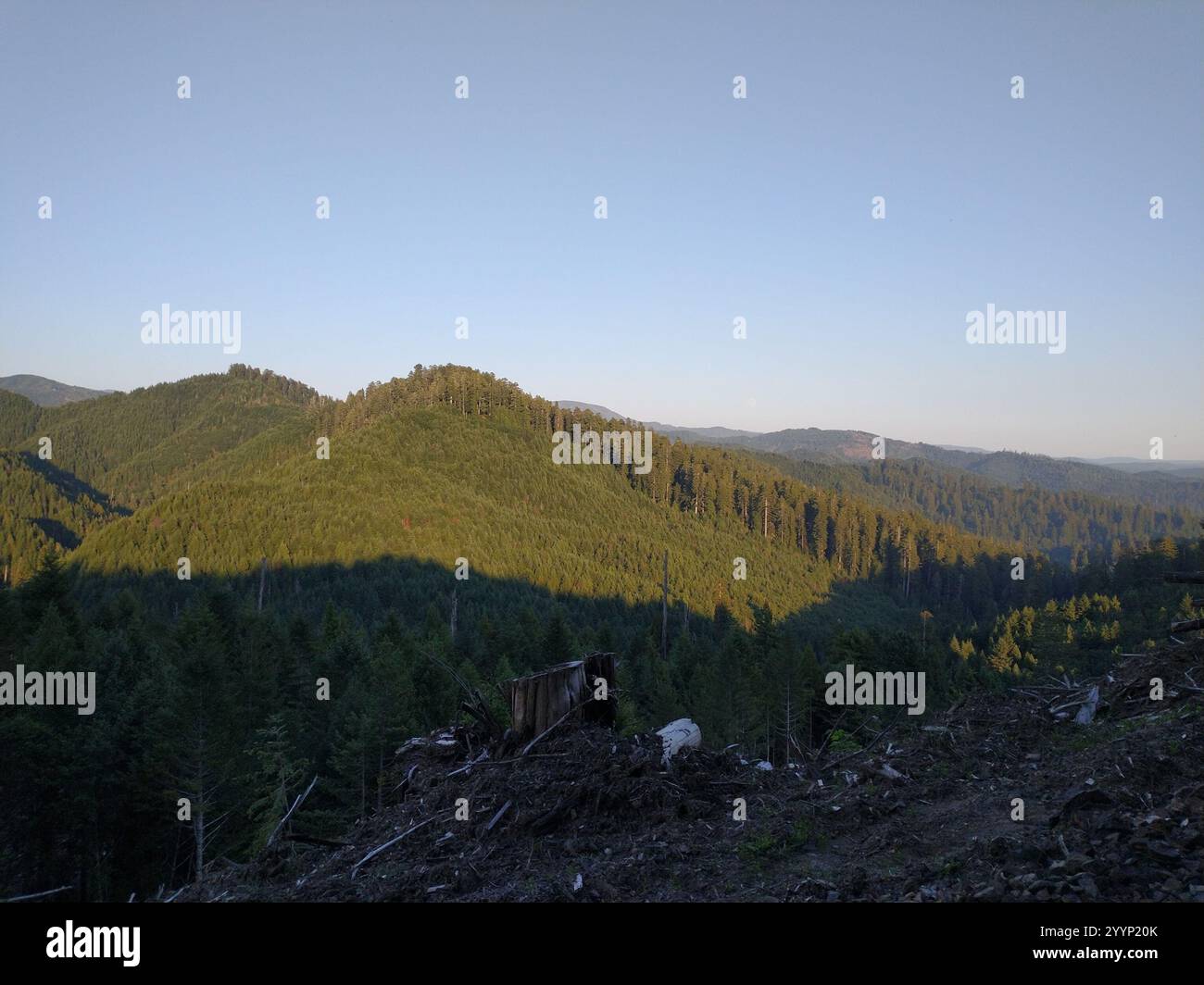 coast redwood (Sequoia sempervirens Stock Photo - Alamy