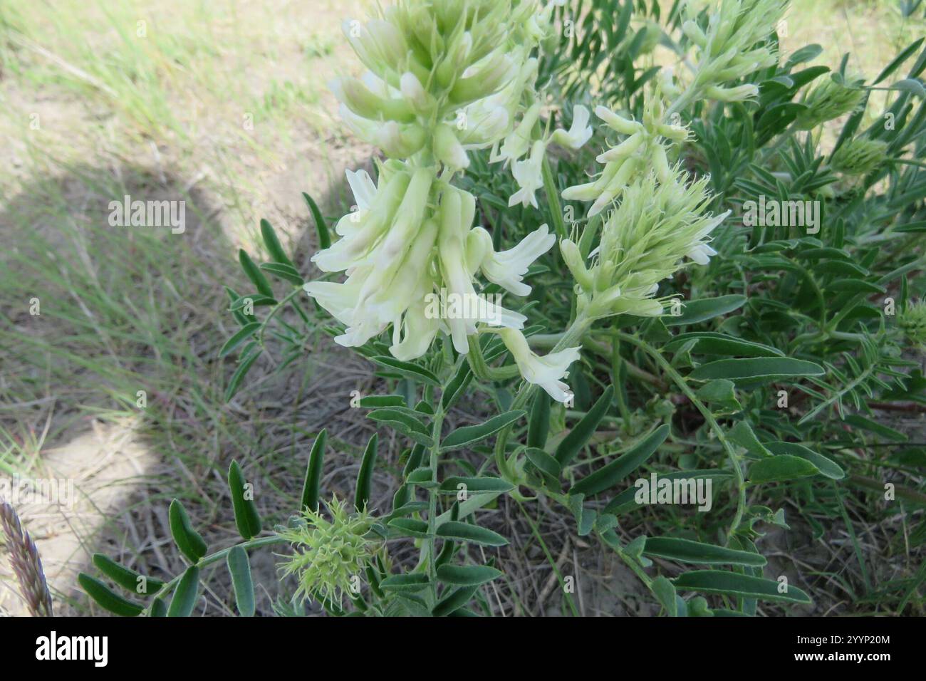 Racemose Milkvetch (Astragalus racemosus Stock Photo - Alamy