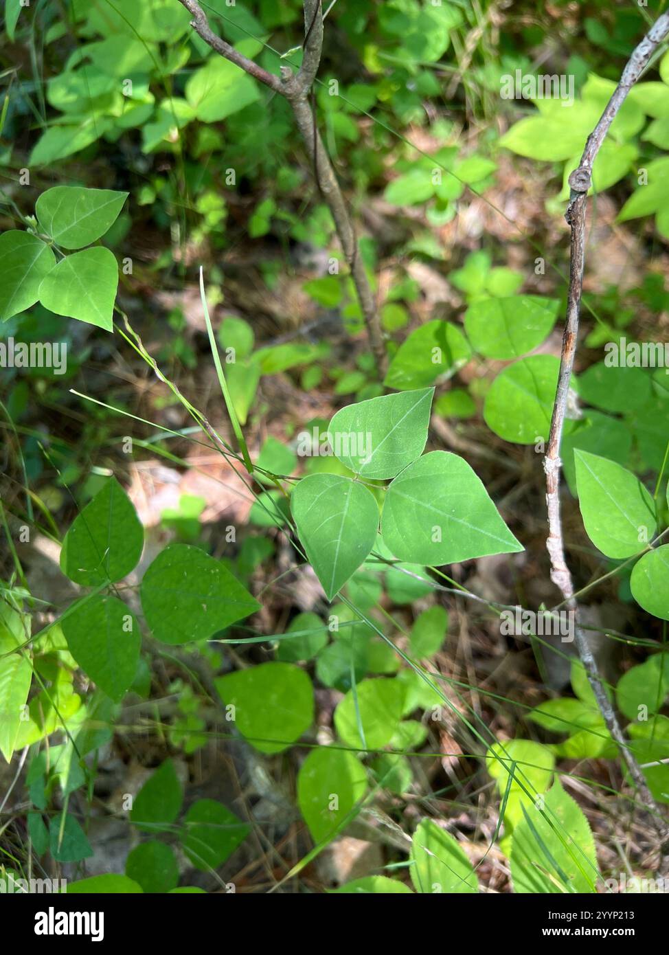 American hog-peanut (Amphicarpaea bracteata Stock Photo - Alamy