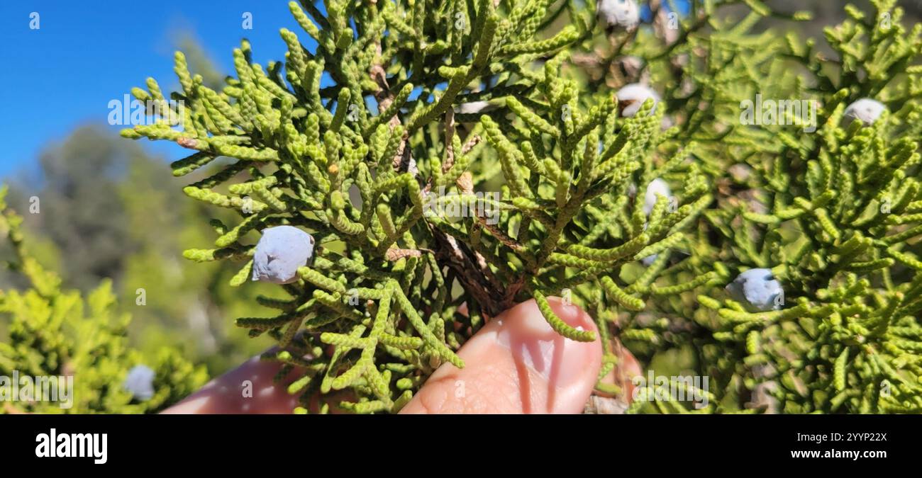 California juniper (Juniperus californica Stock Photo - Alamy
