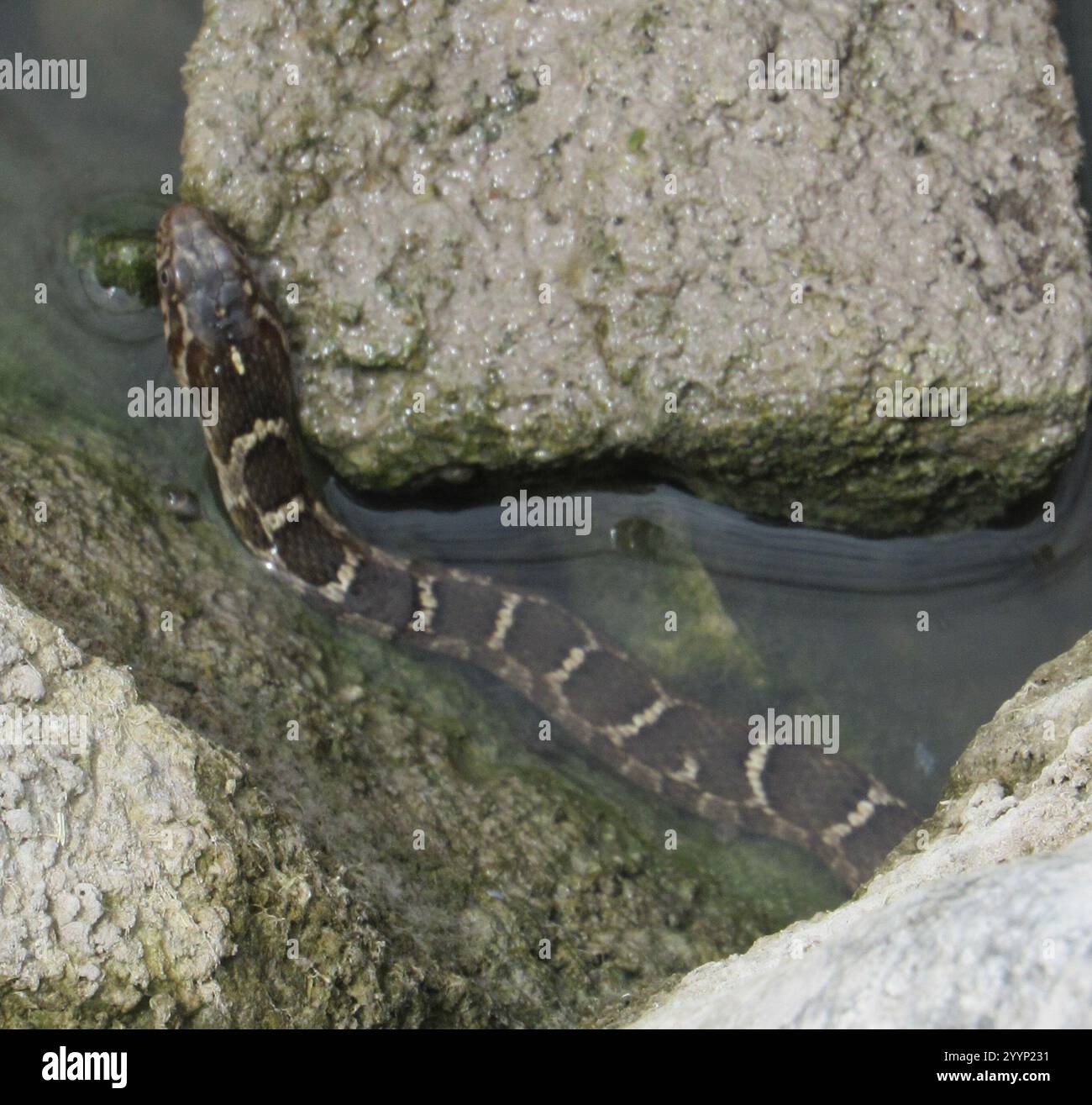 Plain-bellied Watersnake (Nerodia erythrogaster Stock Photo - Alamy