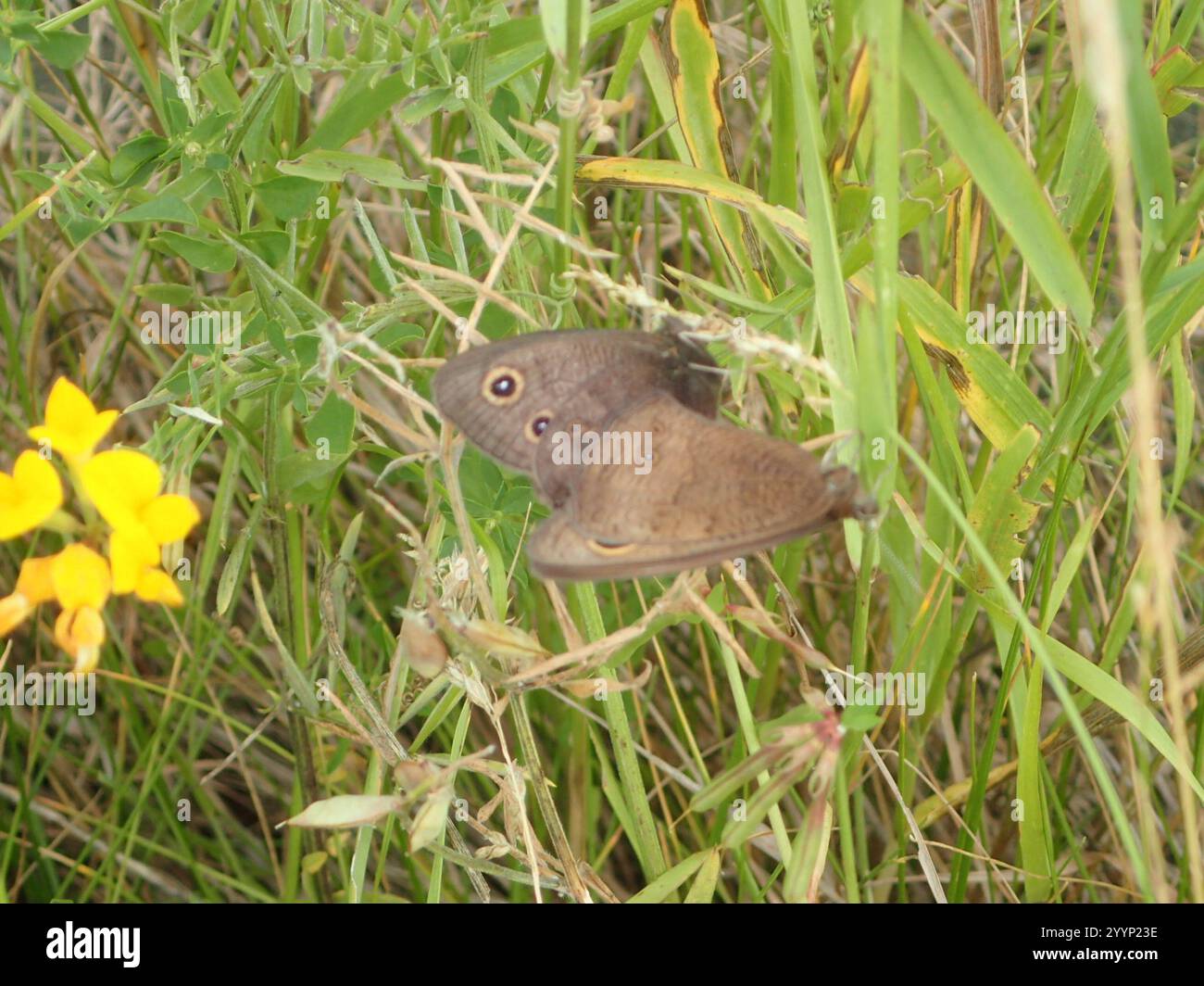 Common Wood-Nymph (Cercyonis pegala Stock Photo - Alamy