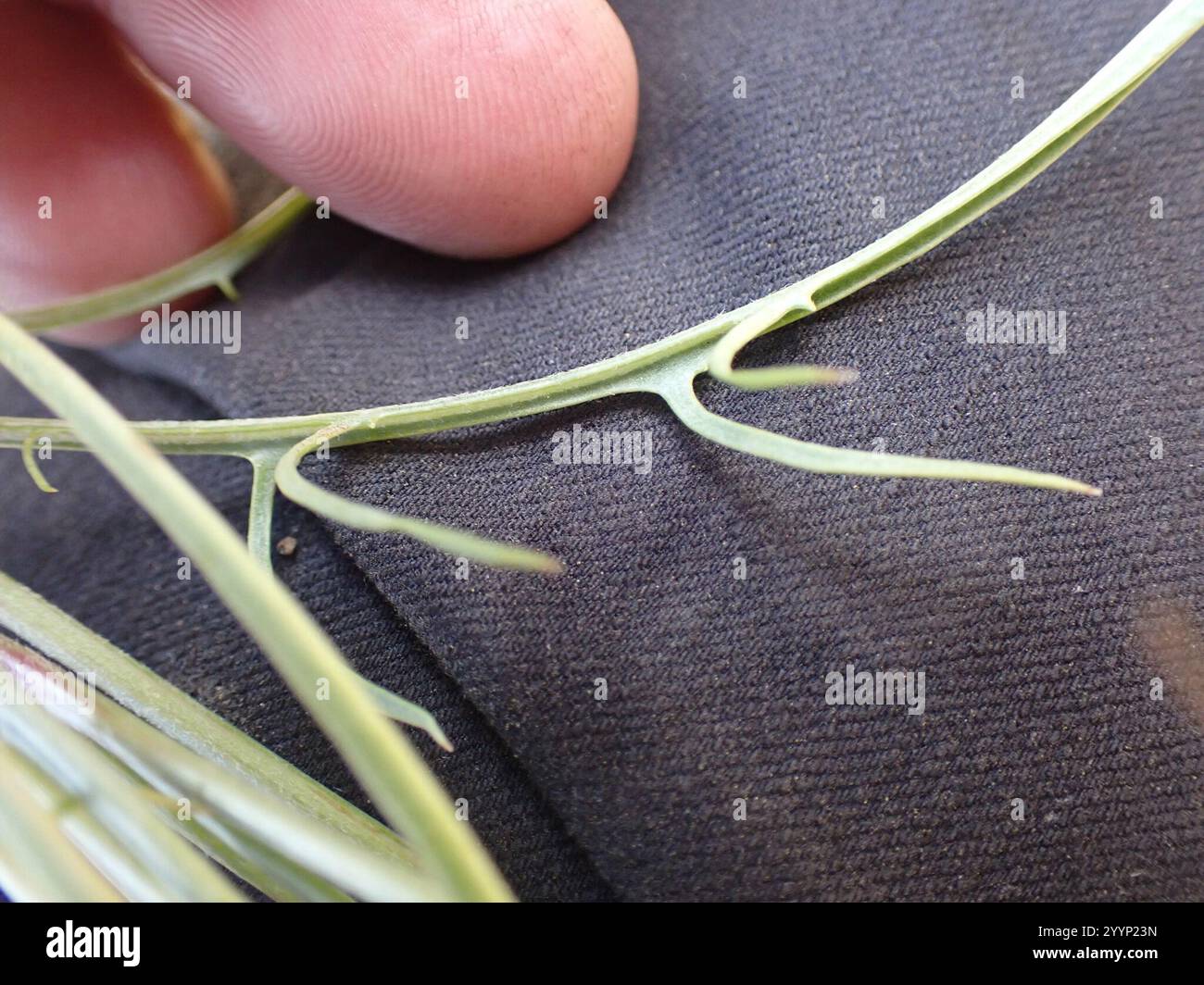 Slender Hawksbeard (Crepis atribarba Stock Photo - Alamy