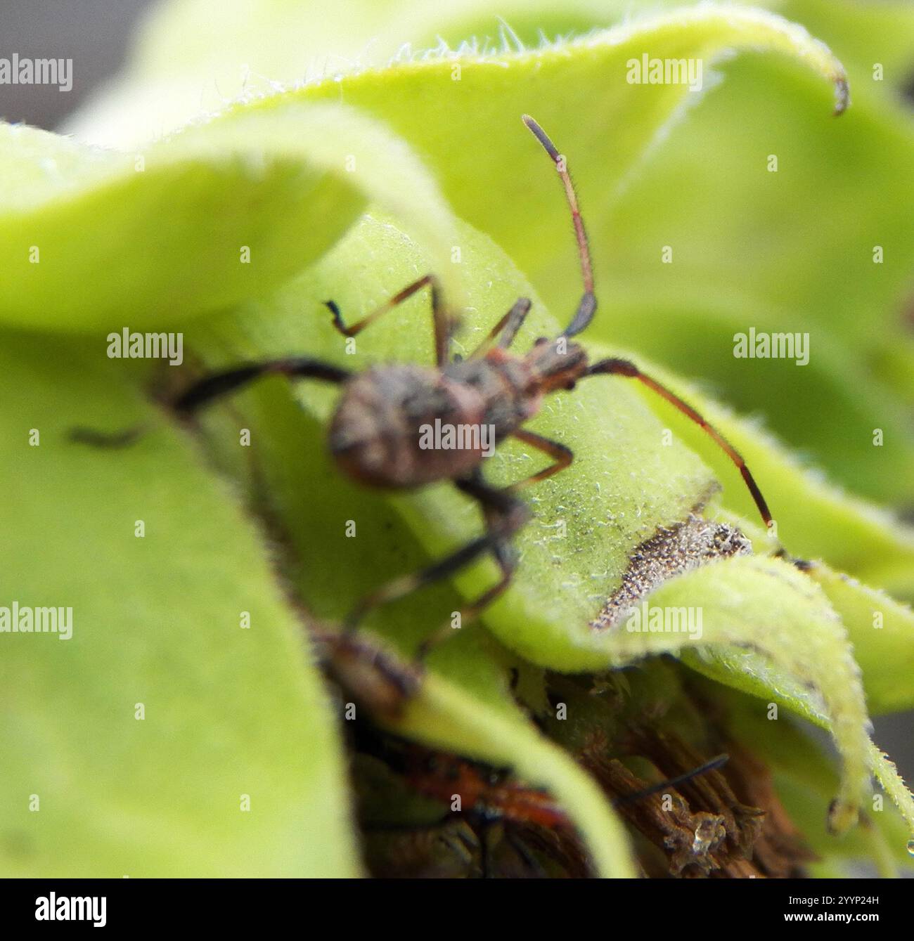 Eastern Leaf-footed Bug (Leptoglossus phyllopus Stock Photo - Alamy