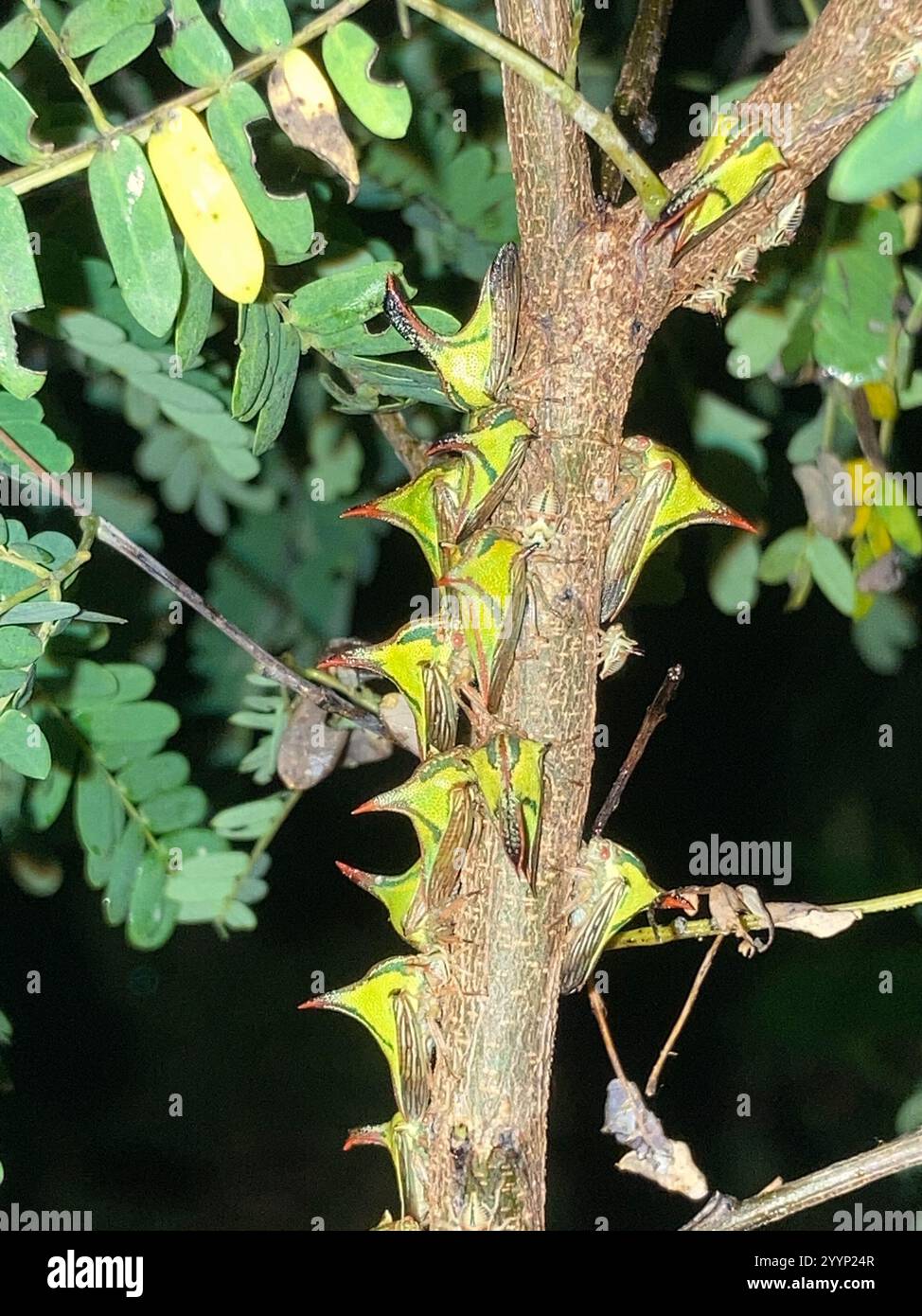 Thorn Treehopper (Umbonia crassicornis Stock Photo - Alamy