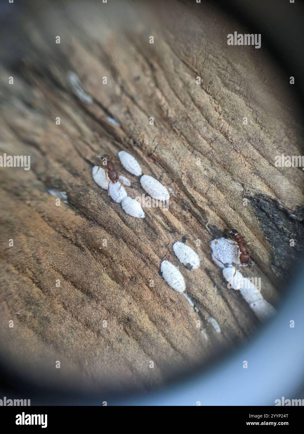 Felt Scales (Eriococcidae Stock Photo - Alamy