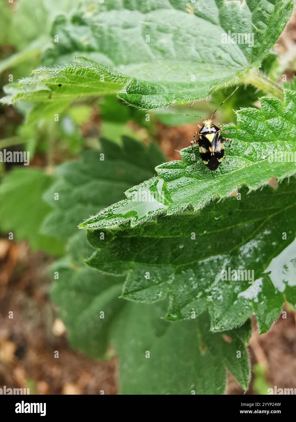 Three Spotted Nettle Bug (Liocoris tripustulatus Stock Photo - Alamy