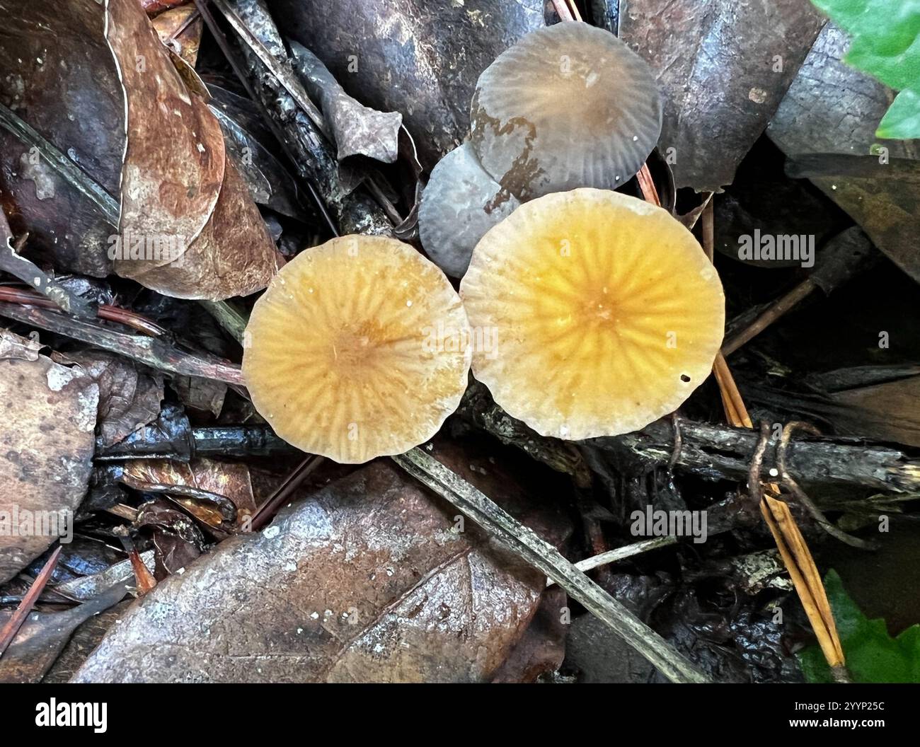 Marasmius sect. Marasmius (Marasmius Stock Photo - Alamy