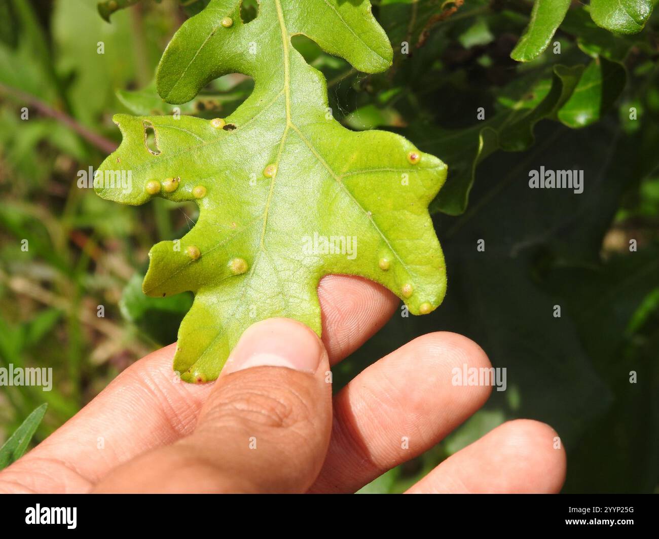 oak flake gall wasp (Neuroterus quercusverrucarum Stock Photo - Alamy