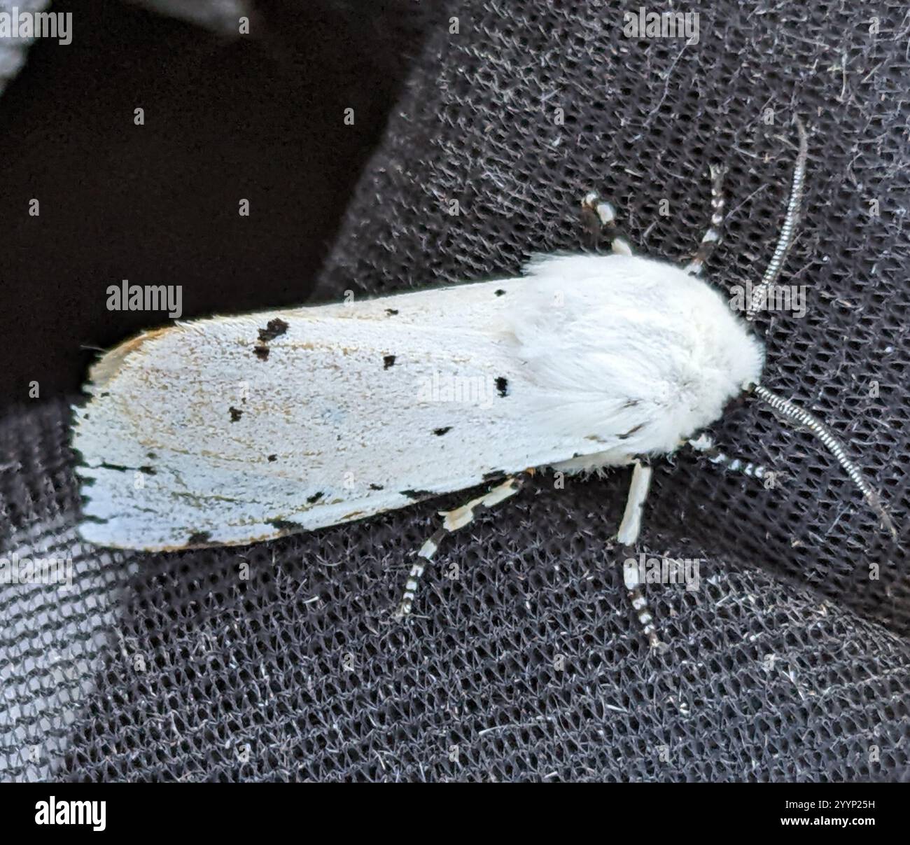 Salt Marsh Moth (Estigmene acrea Stock Photo - Alamy
