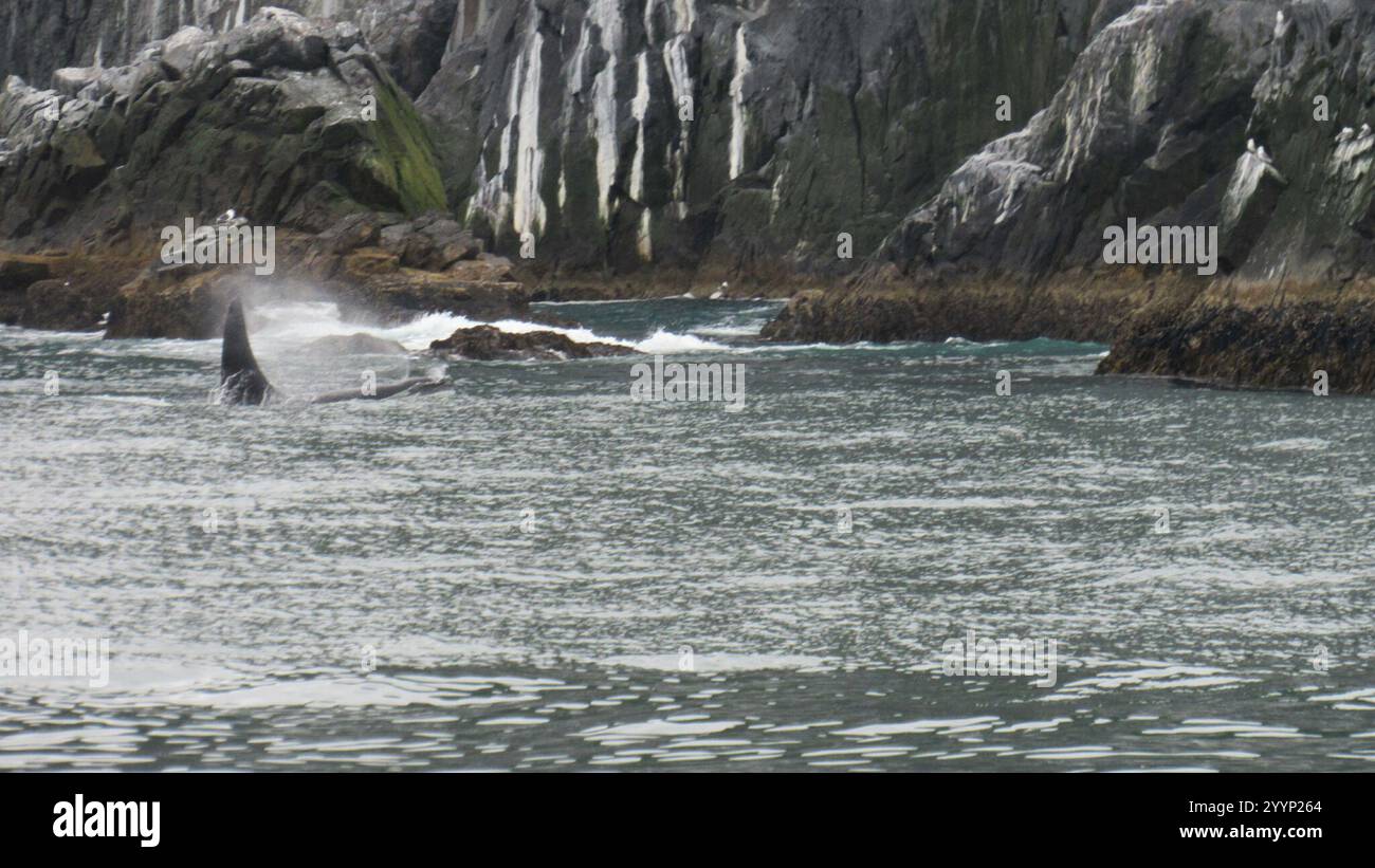 Orca (Orcinus orca Stock Photo - Alamy