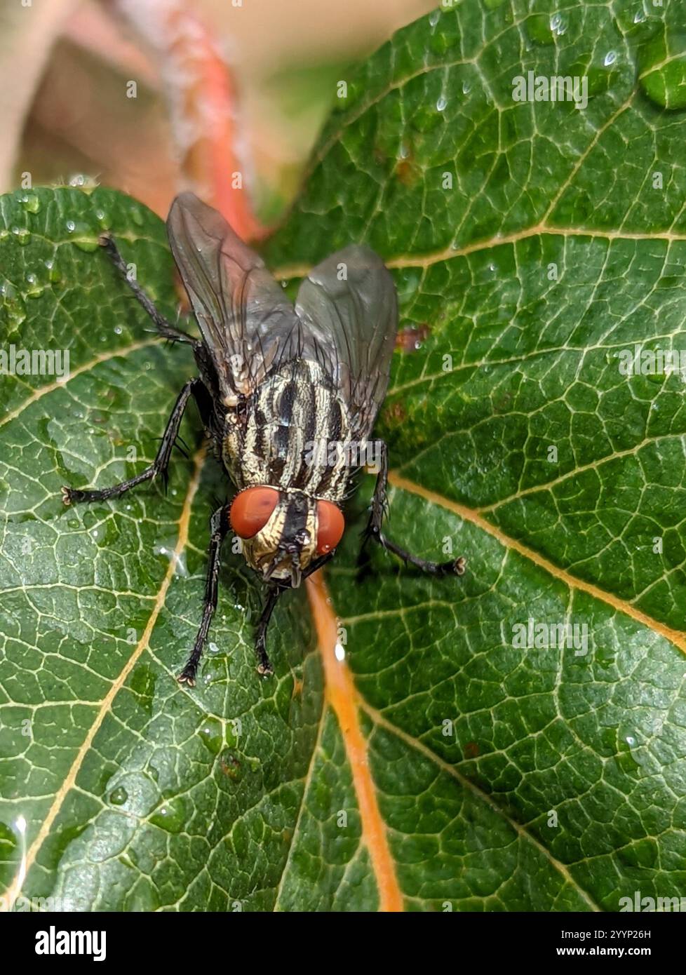Common Flesh Flies (Sarcophaga Stock Photo - Alamy