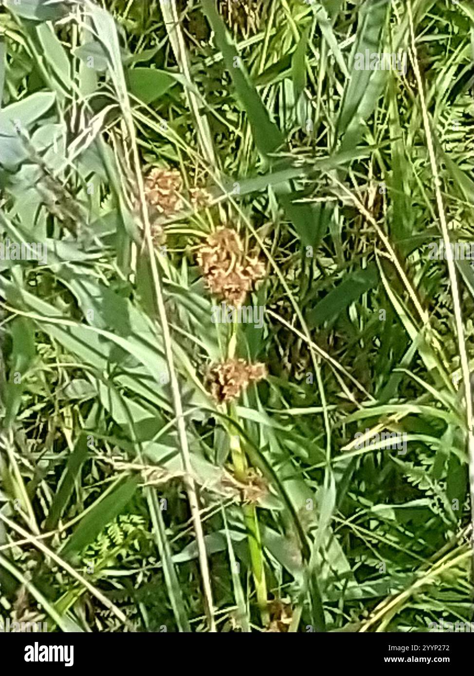 Swamp Sawgrass (Cladium mariscus Stock Photo - Alamy