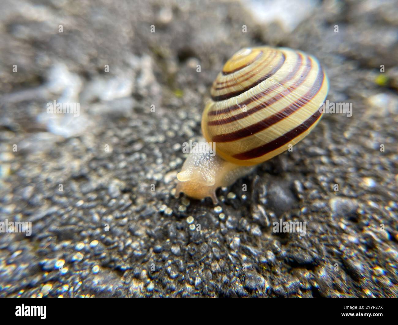 Common Land Snails and Slugs (Stylommatophora Stock Photo - Alamy