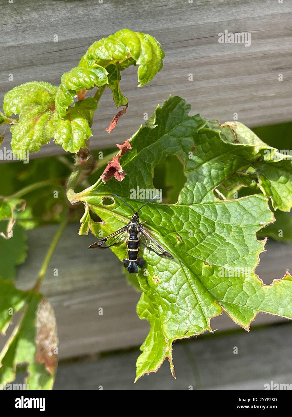 Currant clearwing moth hi-res stock photography and images - Alamy