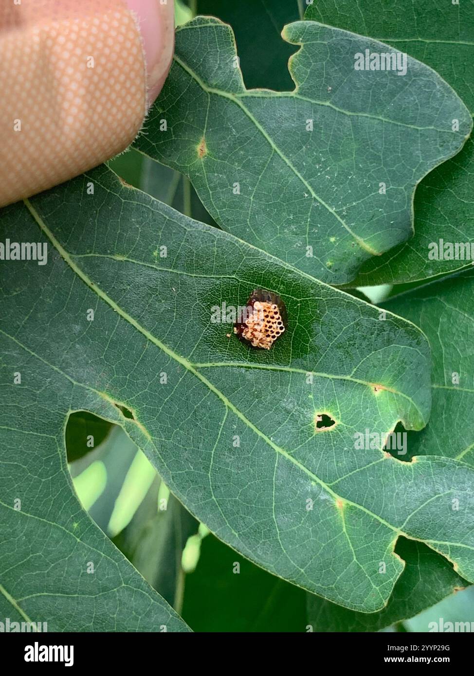 True Bugs (Heteroptera Stock Photo - Alamy