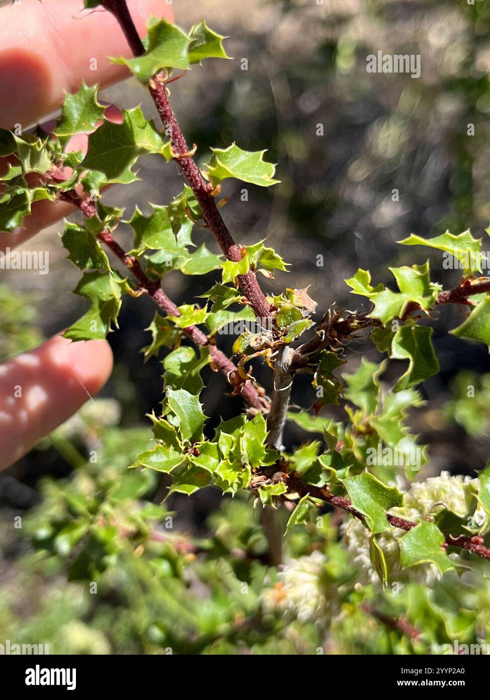 California scrub oak (Quercus berberidifolia Stock Photo - Alamy