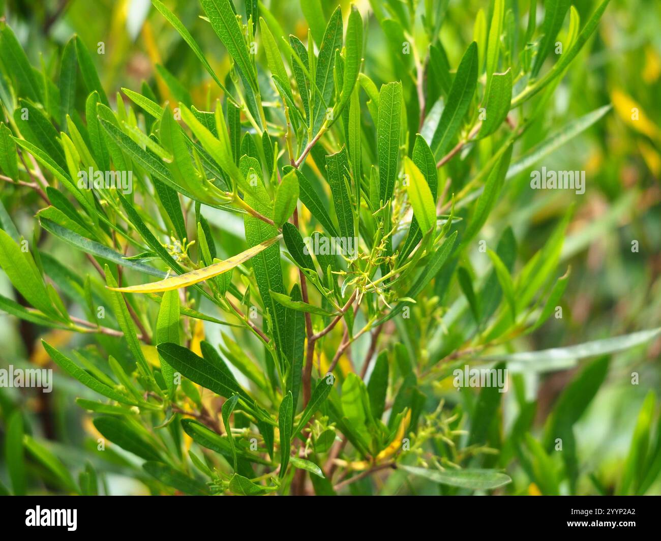 Akeake (Dodonaea viscosa Stock Photo - Alamy
