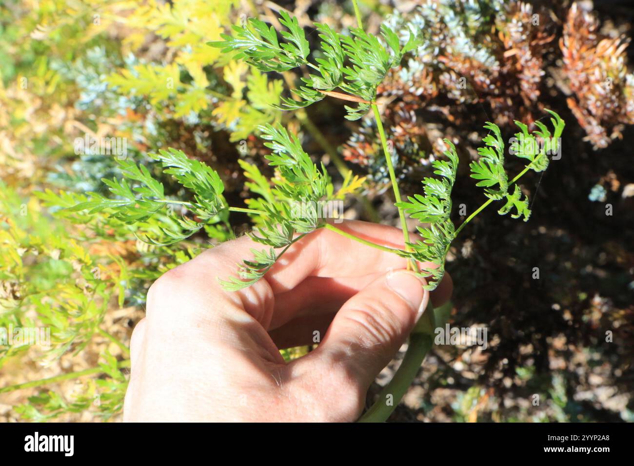 Fernleaf Biscuitroot (Lomatium dissectum Stock Photo - Alamy