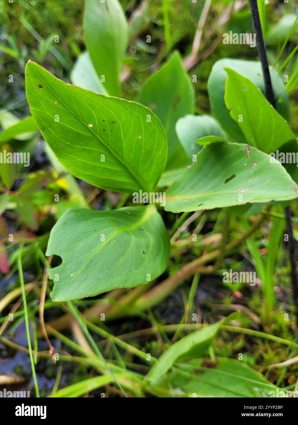 Bogbean (Menyanthes trifoliata Stock Photo - Alamy