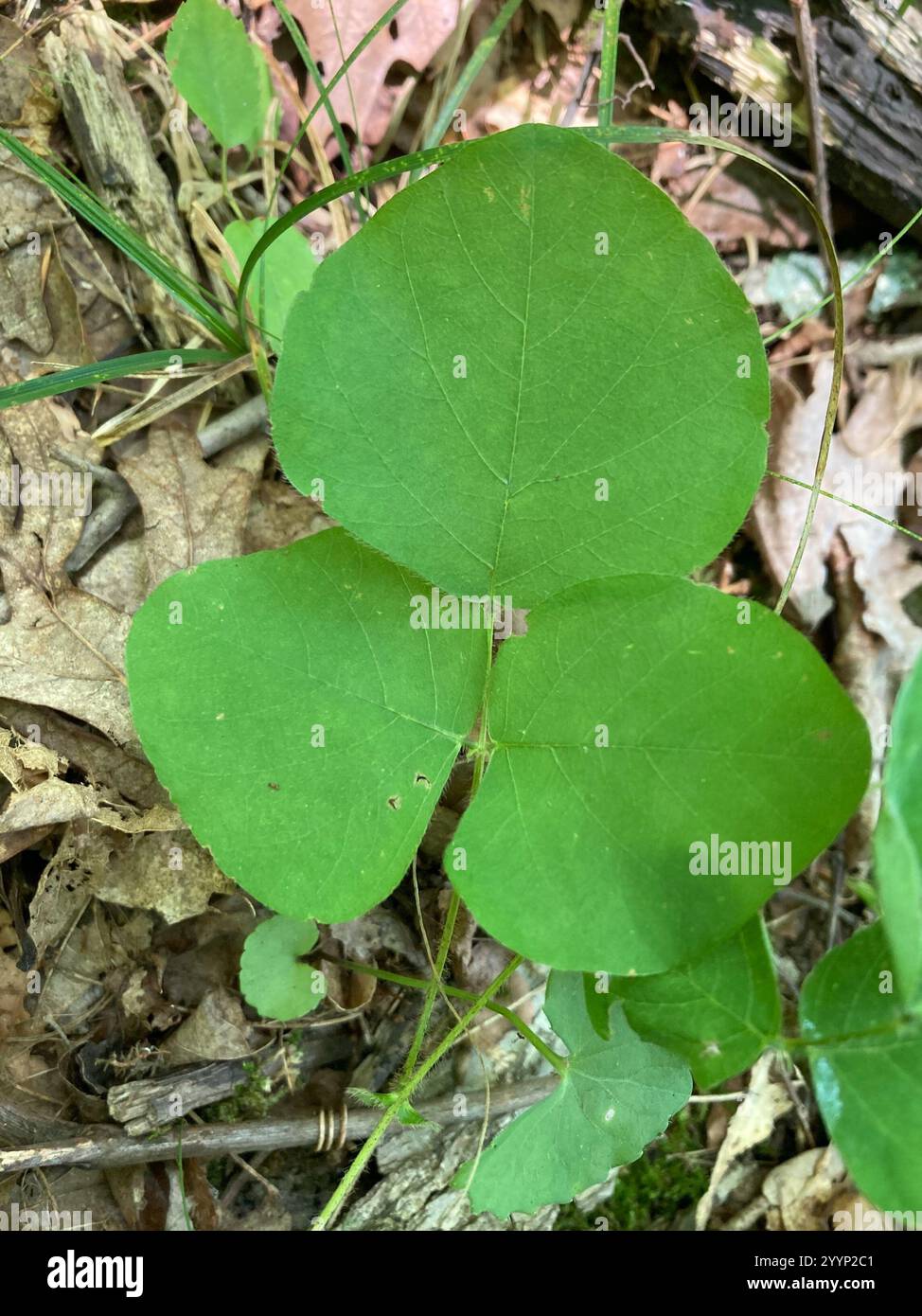 Round-leaved Trailing Tick-trefoil (Desmodium rotundifolium Stock Photo ...