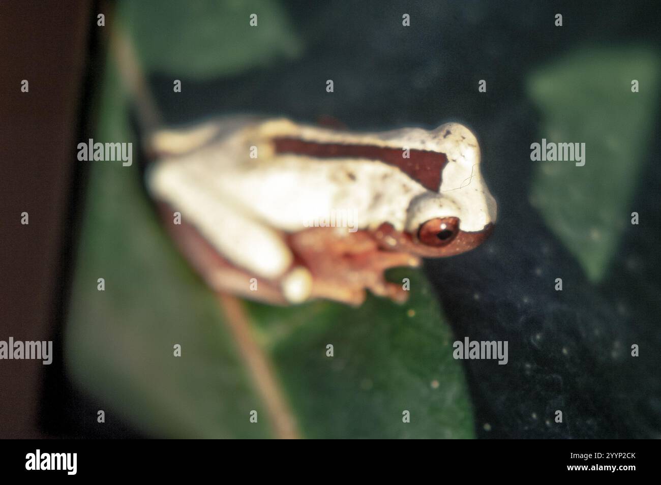 Variable Clown Tree Frog (Dendropsophus triangulum Stock Photo - Alamy