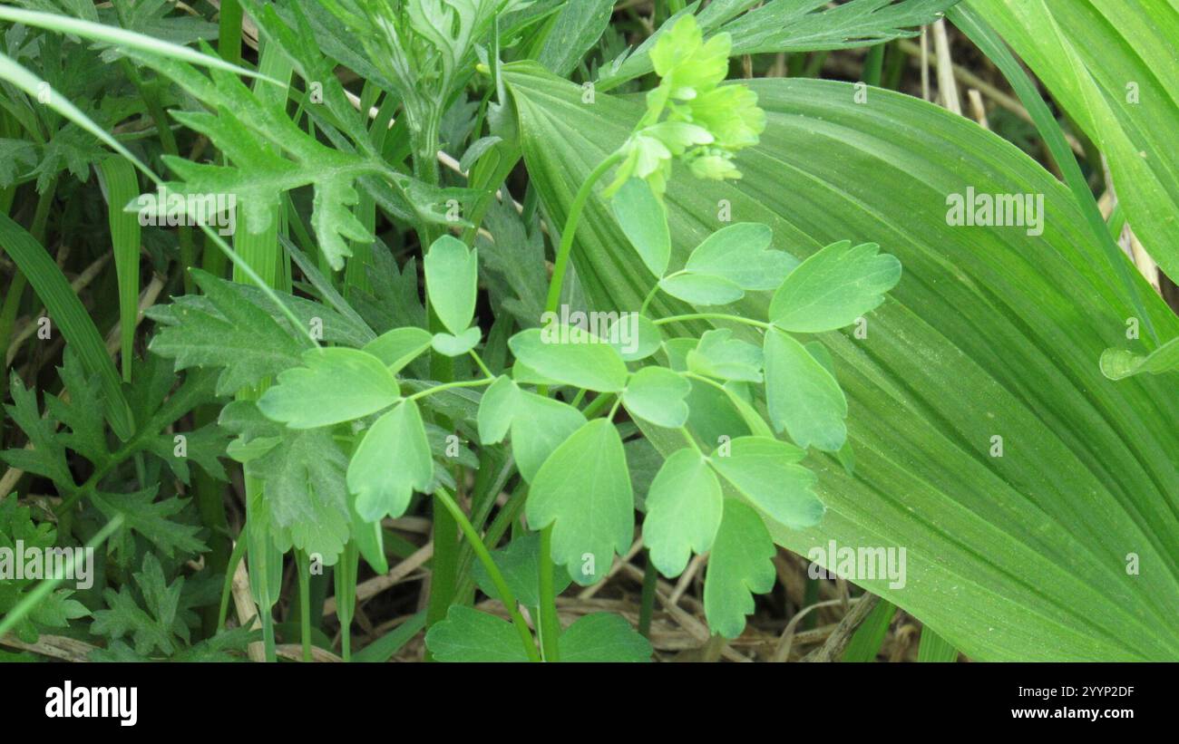 Lesser Meadow-rue (Thalictrum minus Stock Photo - Alamy