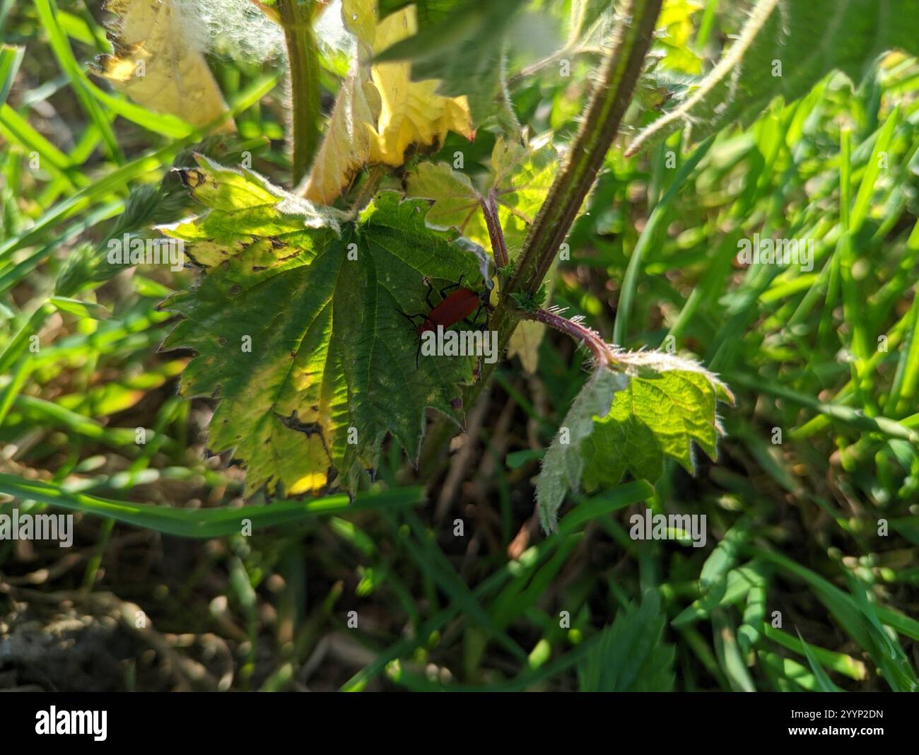 Common Cardinal Beetle (Pyrochroa serraticornis Stock Photo - Alamy