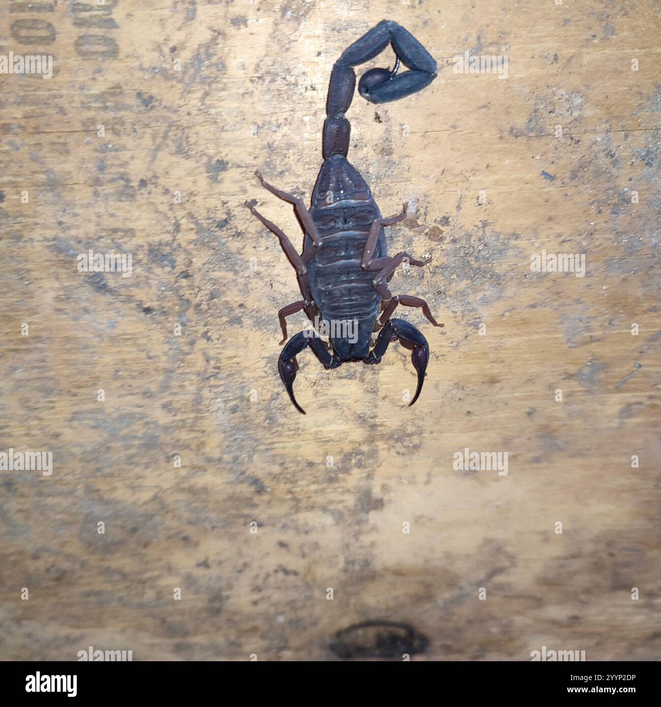 Slender Brown Scorpion (Centruroides gracilis Stock Photo - Alamy