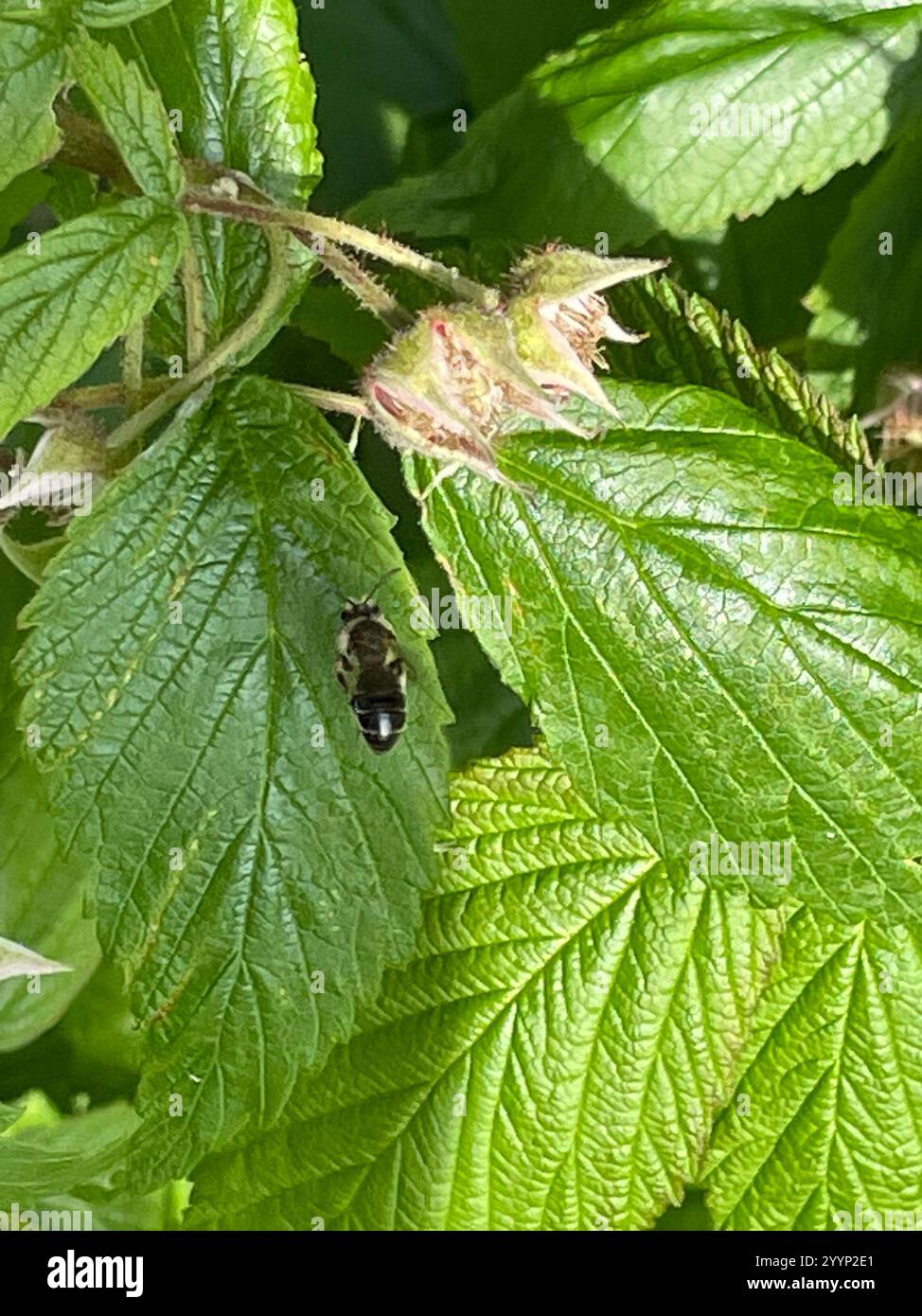 Black-and-gray Leafcutter Bee (Megachile melanophaea Stock Photo - Alamy