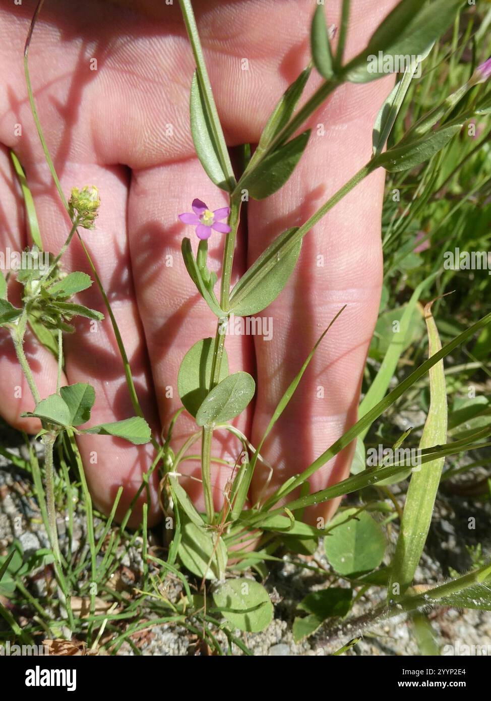Lesser Centaury (Centaurium pulchellum Stock Photo - Alamy