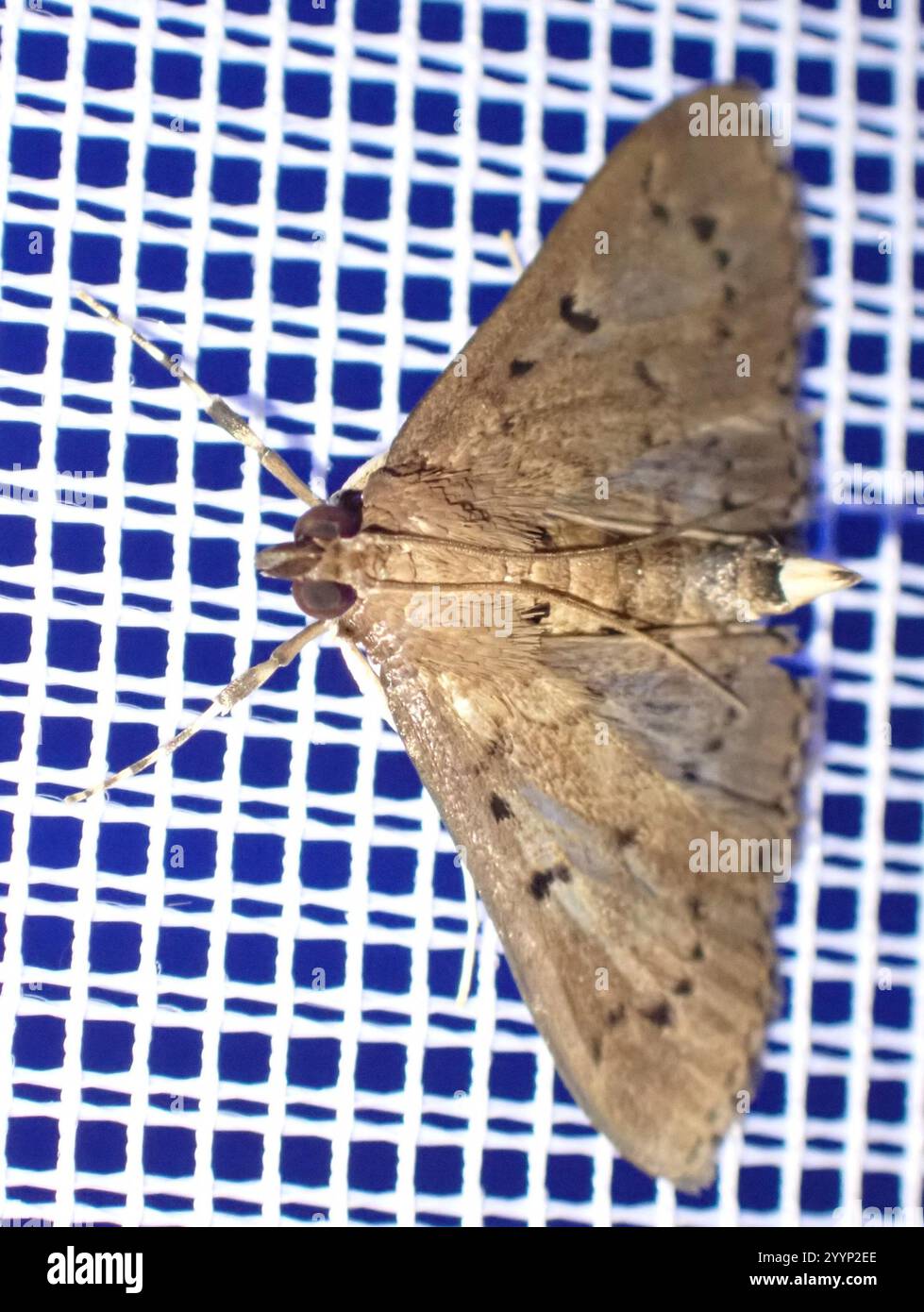 Grass Webworm Moth (Herpetogramma licarsisalis Stock Photo - Alamy