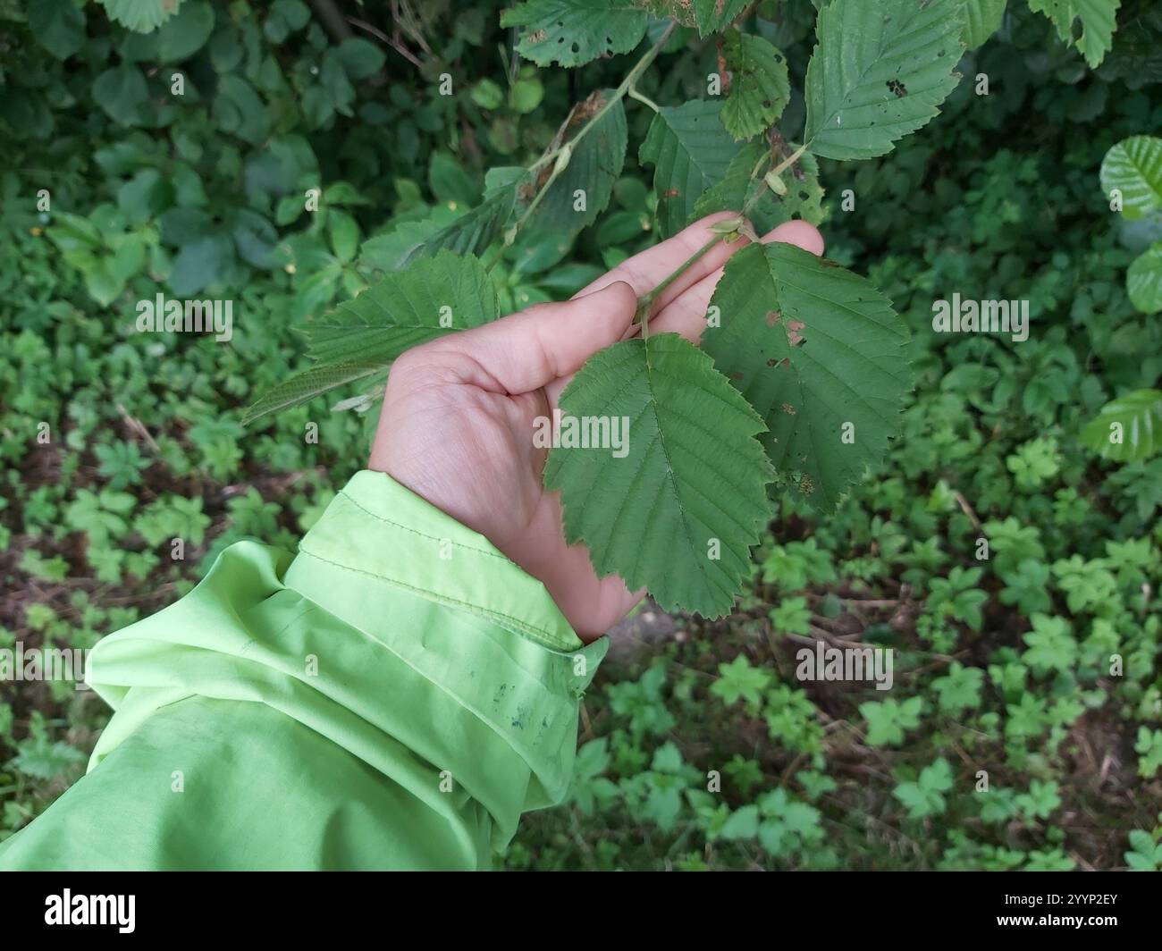 grey alder (Alnus incana Stock Photo - Alamy