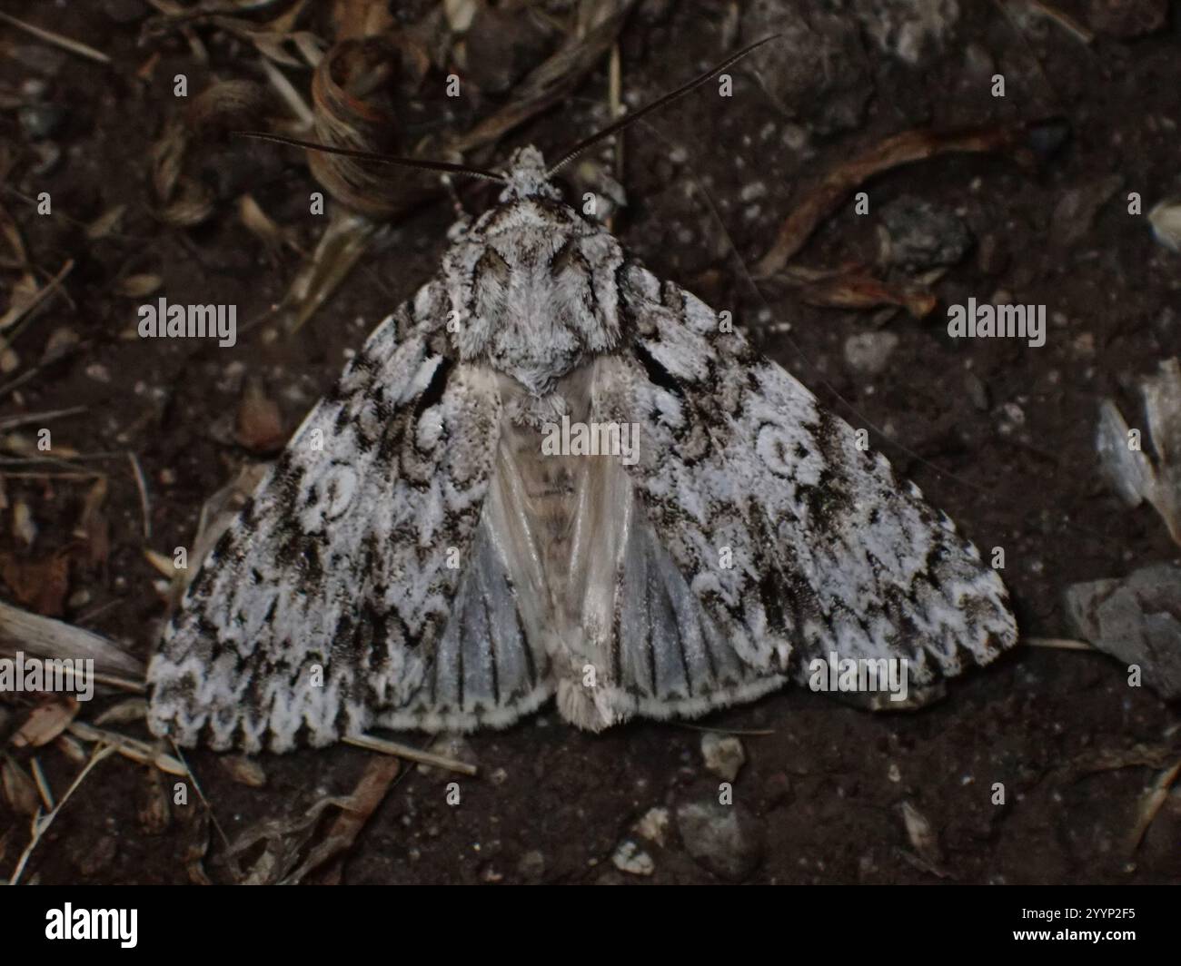 Marbled Oak Dagger (Acronicta marmorata Stock Photo - Alamy