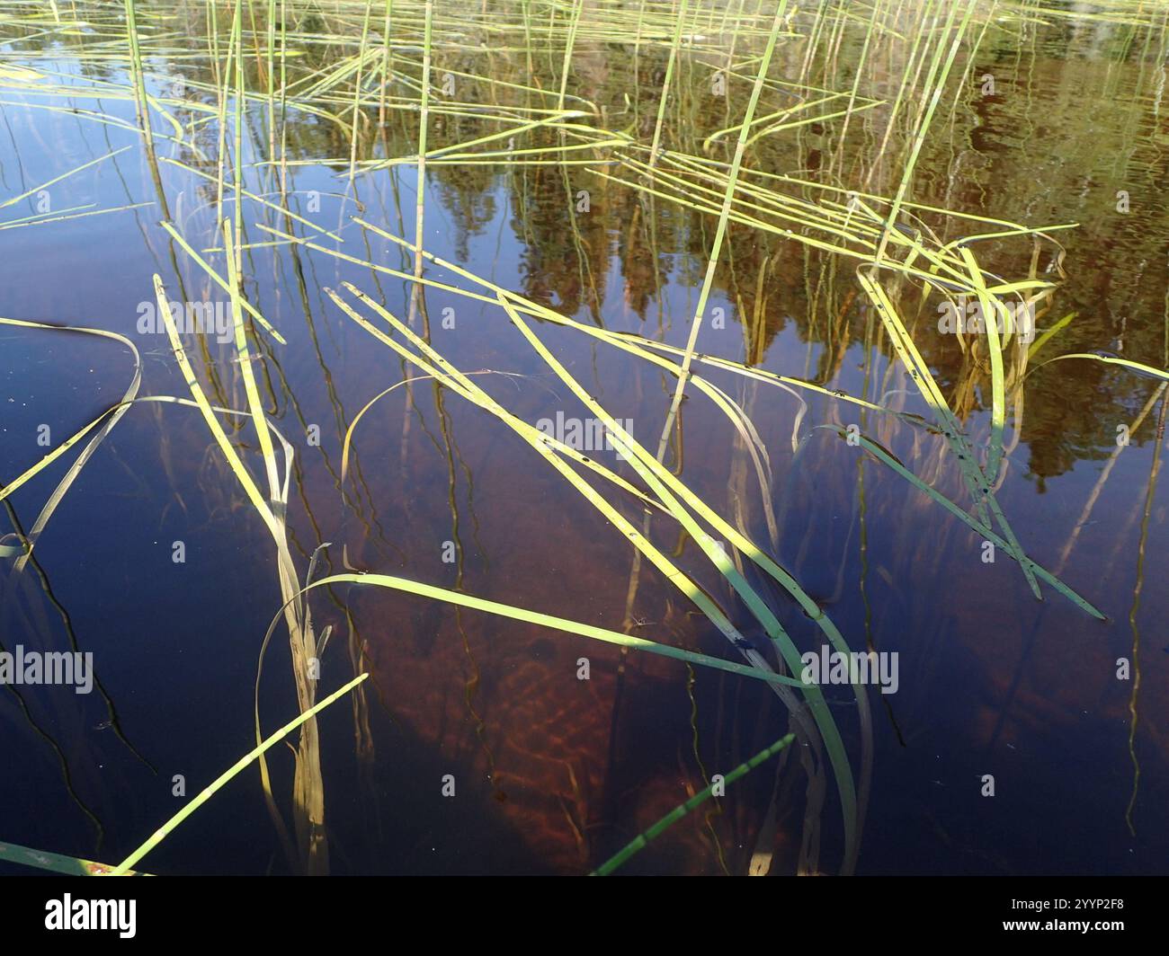 Floating Bur-reed (Sparganium fluctuans Stock Photo - Alamy