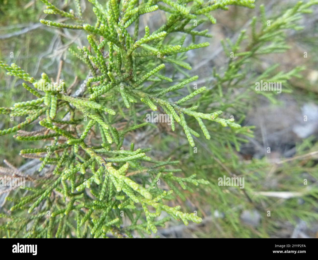 Phoenicean juniper (Juniperus phoenicea Stock Photo - Alamy