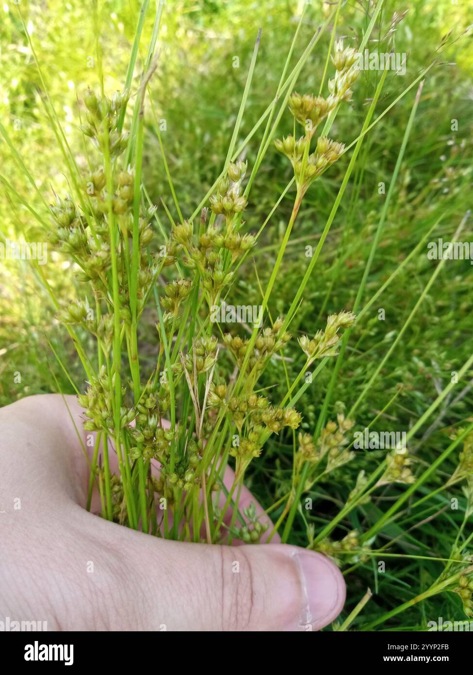 Slender Path Rush (Juncus tenuis Stock Photo - Alamy