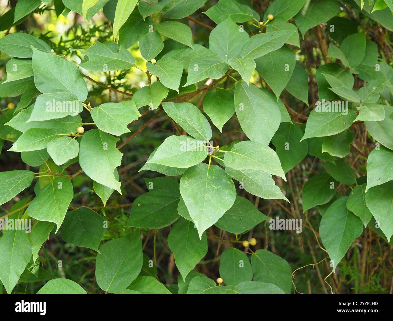 Beechey Fig (Ficus erecta beecheyana Stock Photo - Alamy