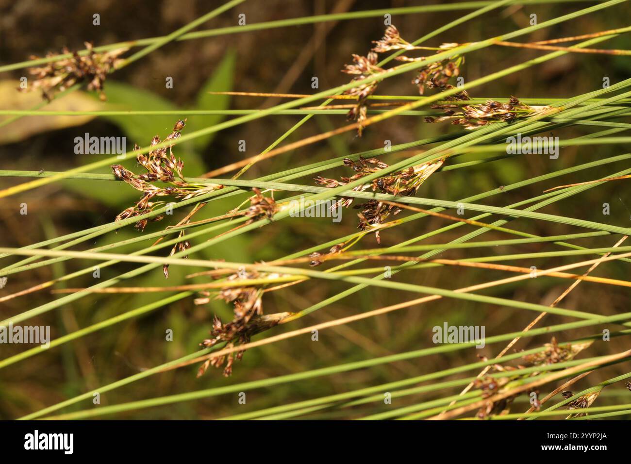 Hard Rush (Juncus inflexus Stock Photo - Alamy